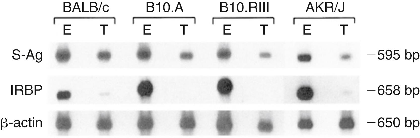 Elements of the Immune System and Concepts of Intraocular Inflammatory ...