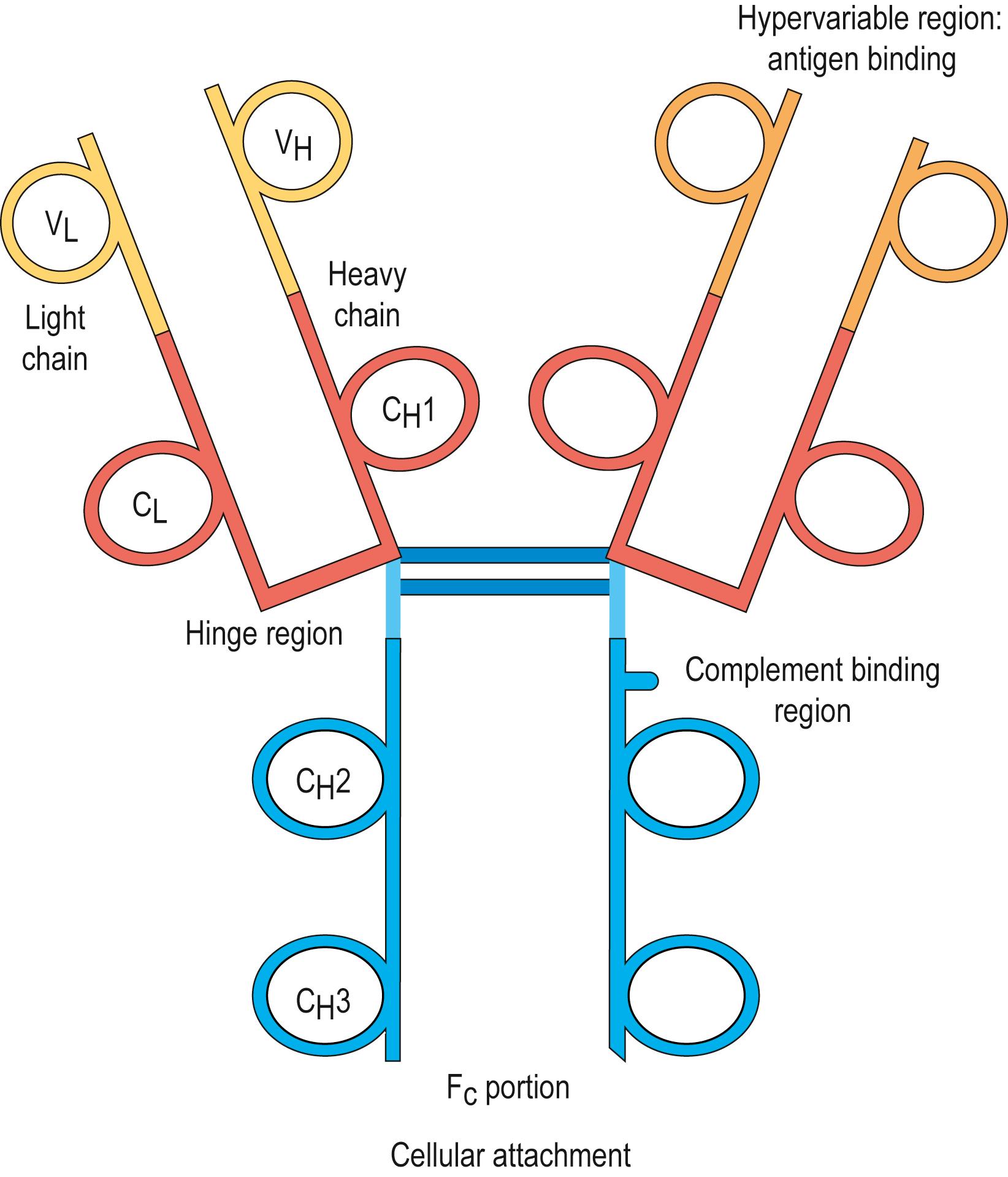 Elements of the Immune System and Concepts of Intraocular Inflammatory ...