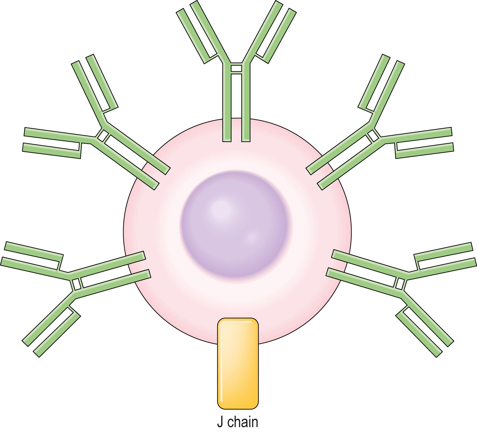 Elements of the Immune System and Concepts of Intraocular Inflammatory ...