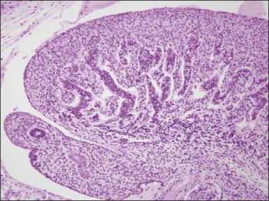 Embryology - Clinical Tree