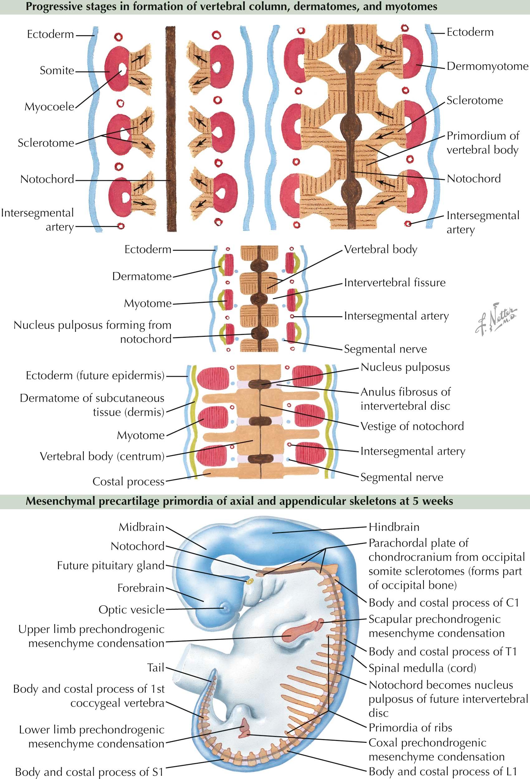 Embryology - Clinical Tree