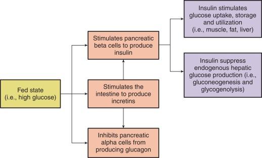 Endocrine Aspects of Gastrointestinal System - Clinical Tree