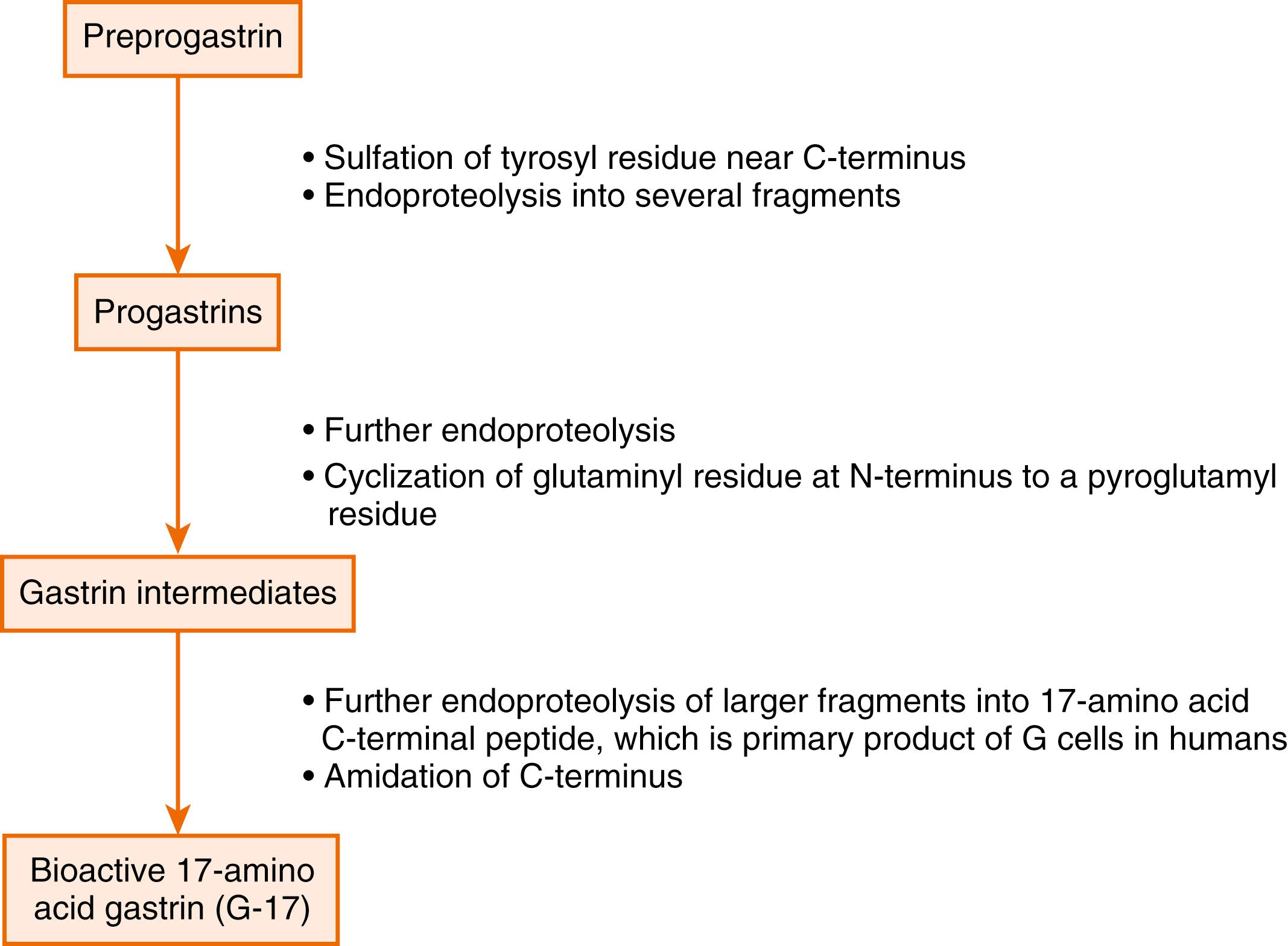 Endocrine Function of the Gastrointestinal Tract - Clinical Tree