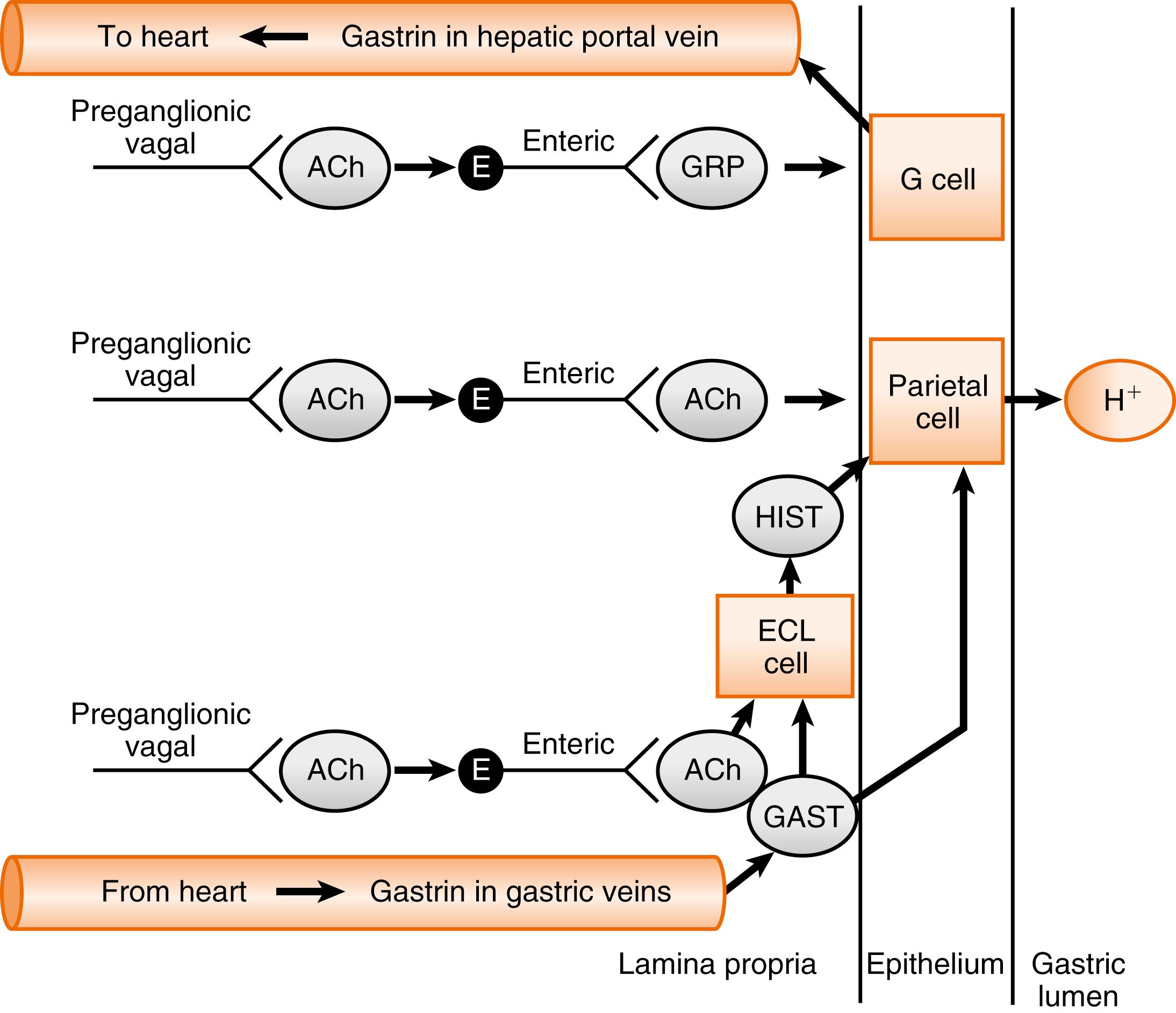 Endocrine Function of the Gastrointestinal Tract - Clinical Tree
