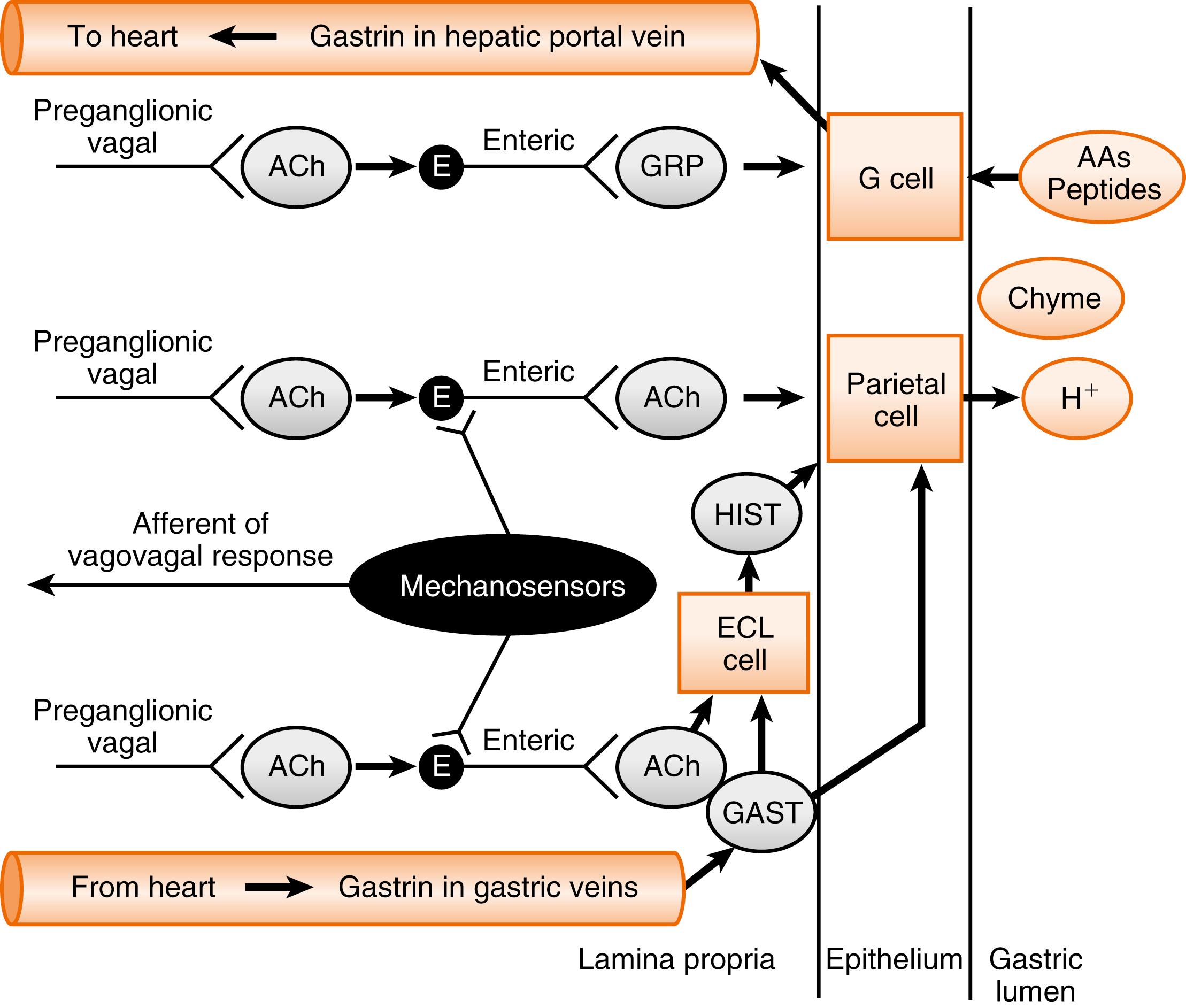 Endocrine Function of the Gastrointestinal Tract - Clinical Tree