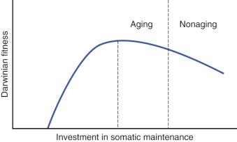 Evolution Theory and the Mechanisms of Aging - Clinical Tree