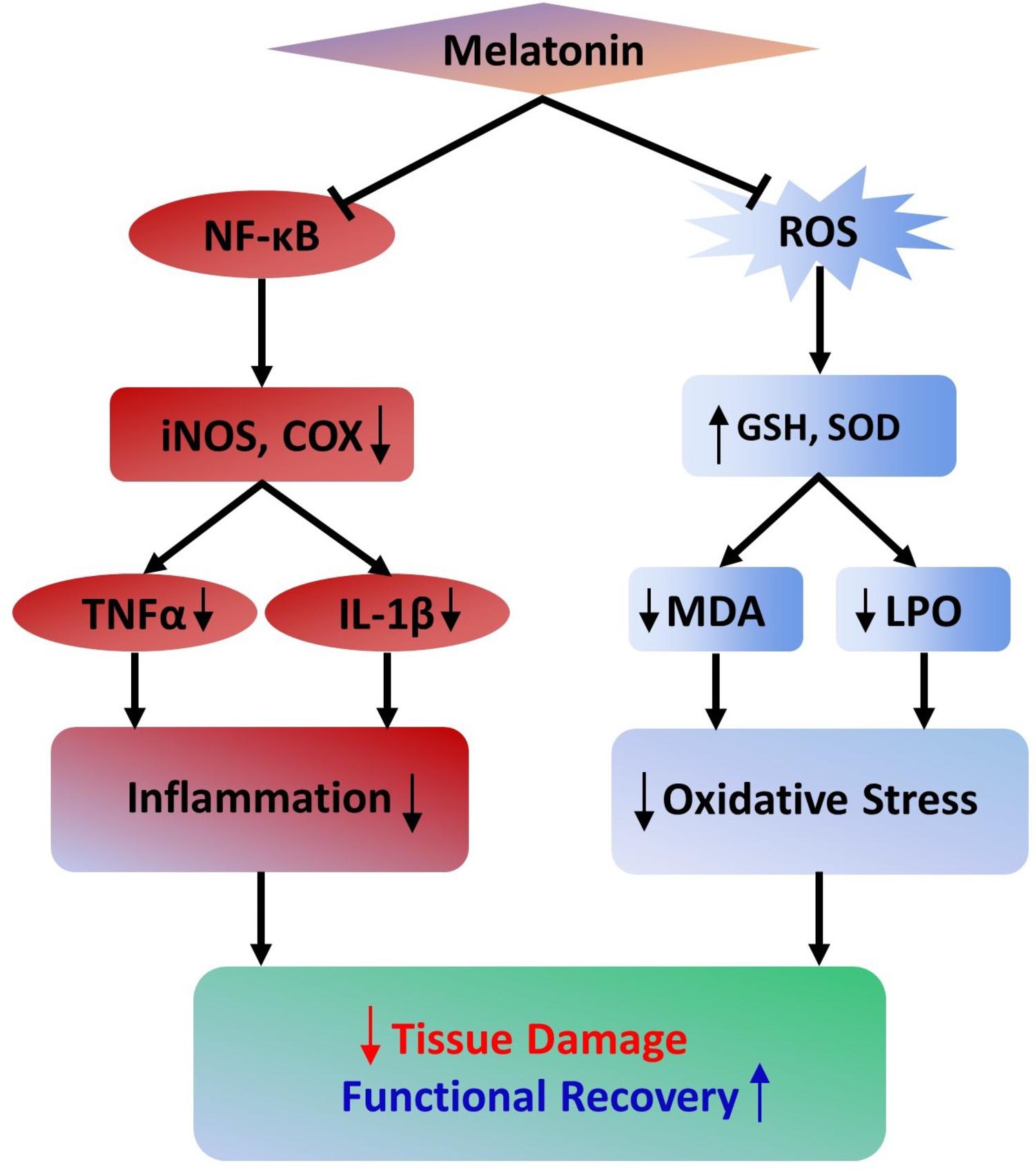 Exploring the exogenous and endogenous effects of melatonin on spinal ...