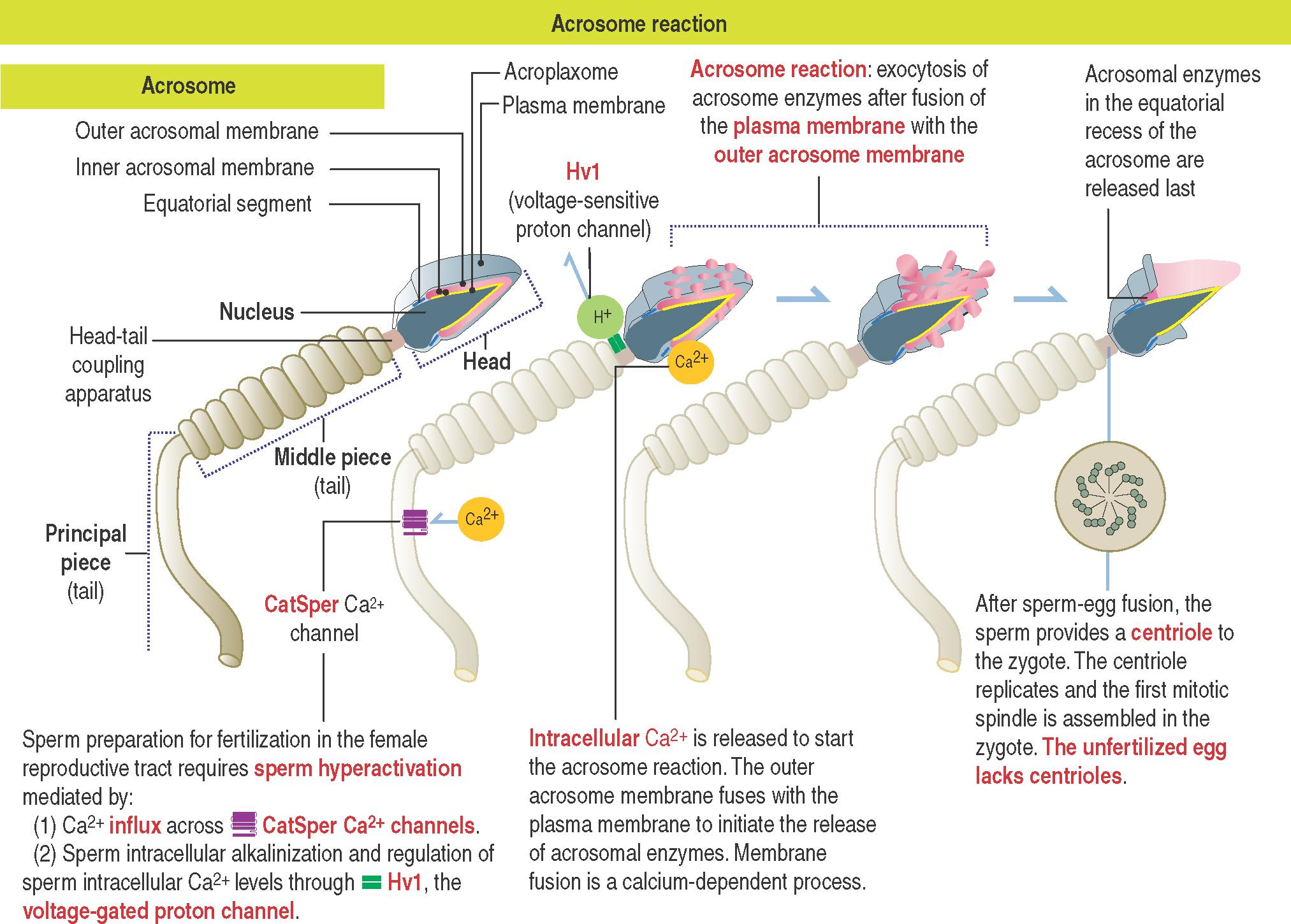 FERTILIZATION, PLACENTATION AND LACTATION - Clinical Tree