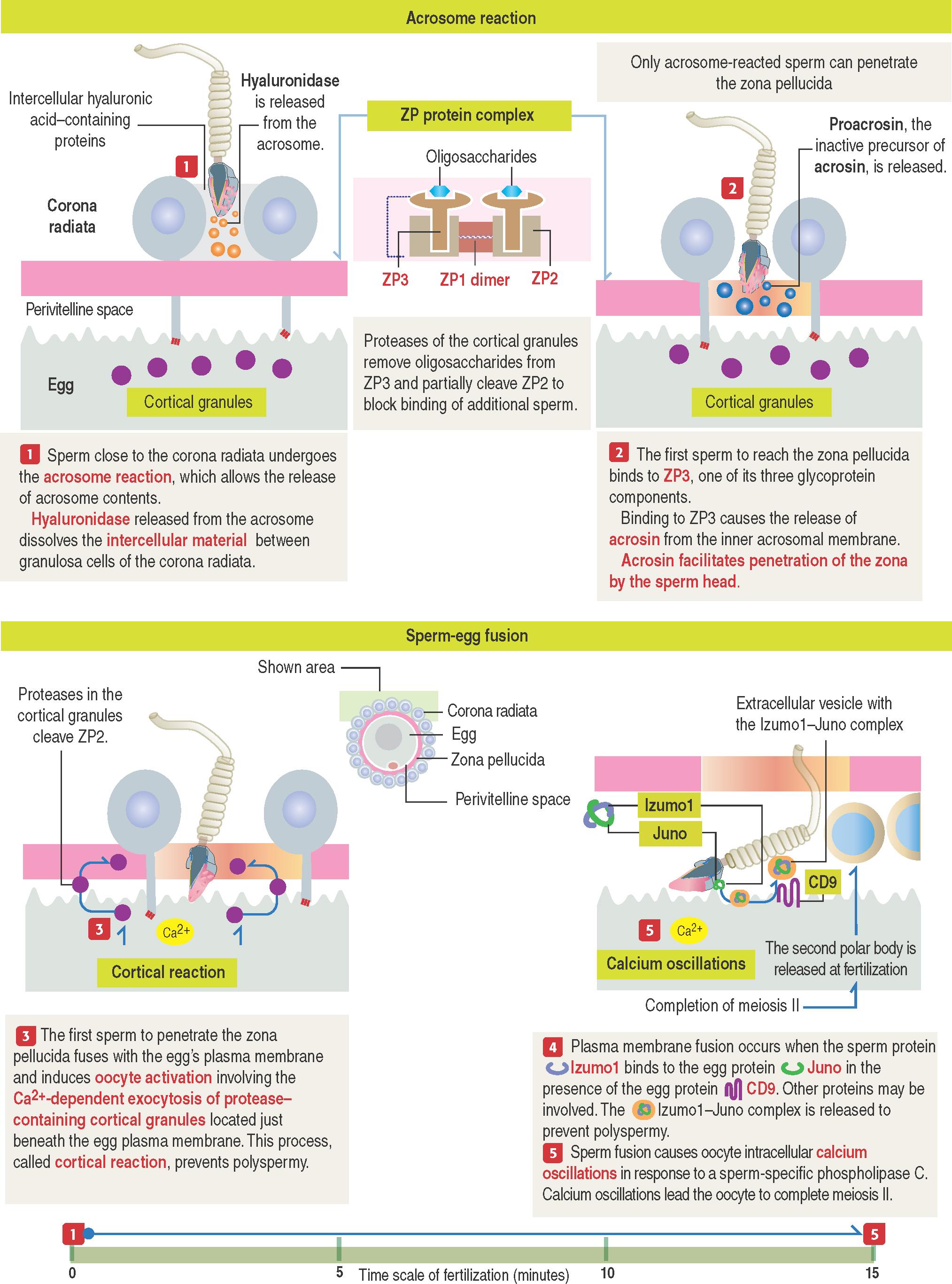 FERTILIZATION, PLACENTATION AND LACTATION - Clinical Tree