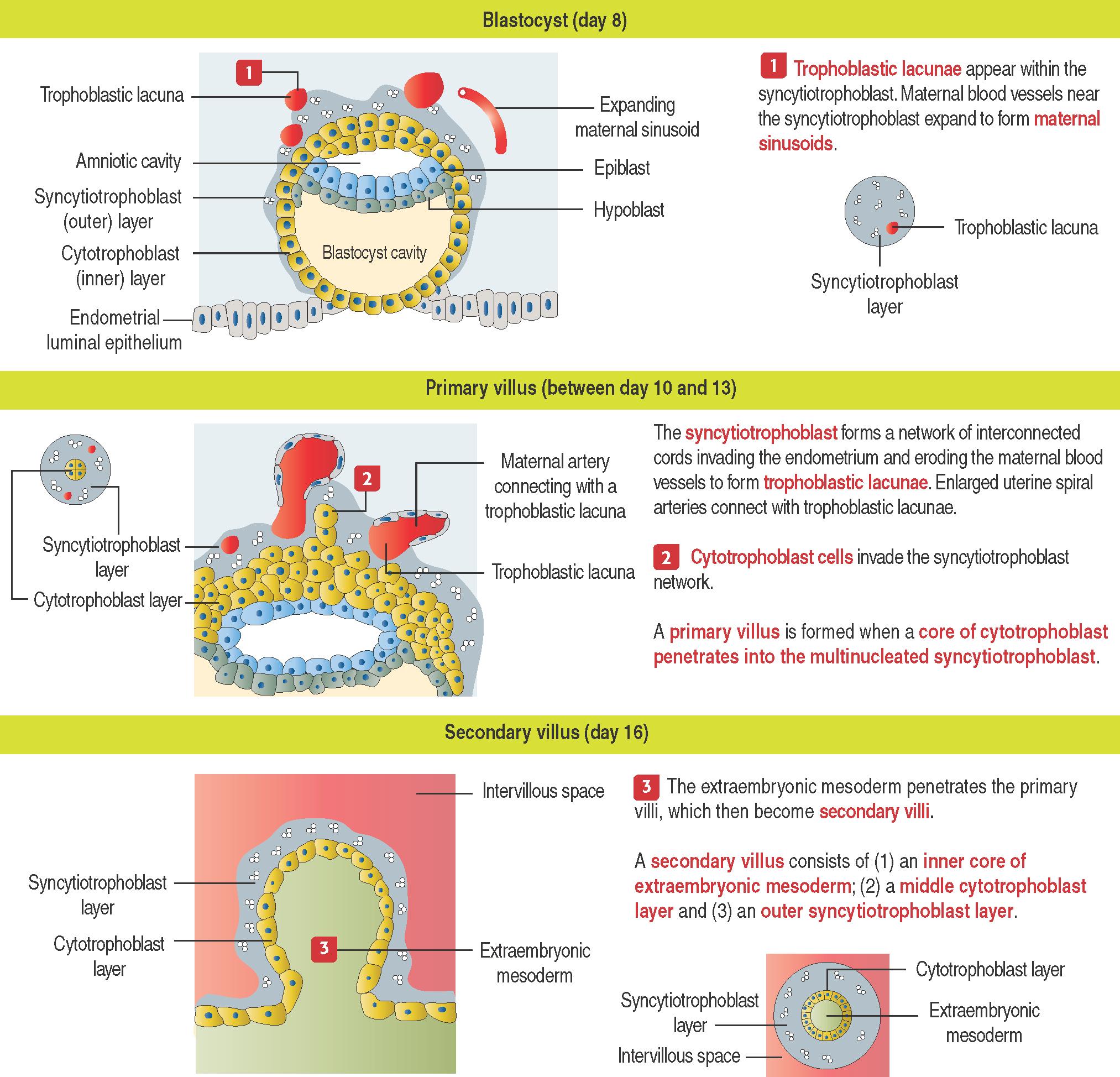 FERTILIZATION, PLACENTATION AND LACTATION - Clinical Tree