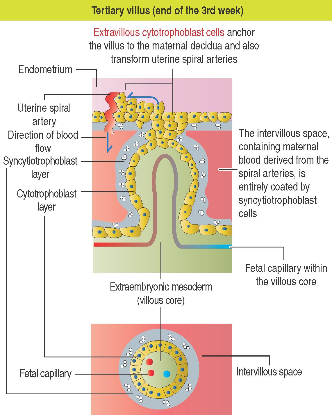 FERTILIZATION, PLACENTATION AND LACTATION - Clinical Tree