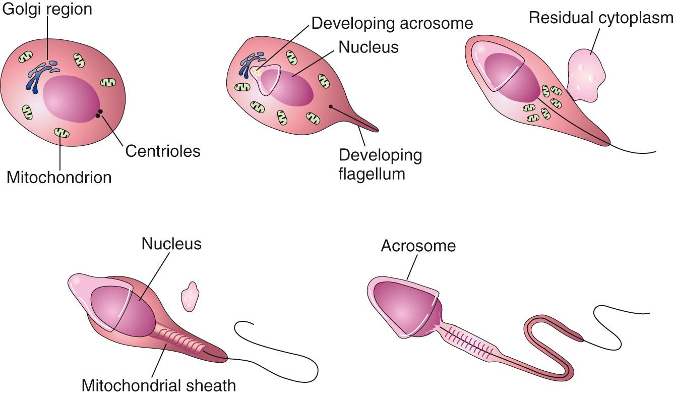 First Week of Human Development - Clinical Tree