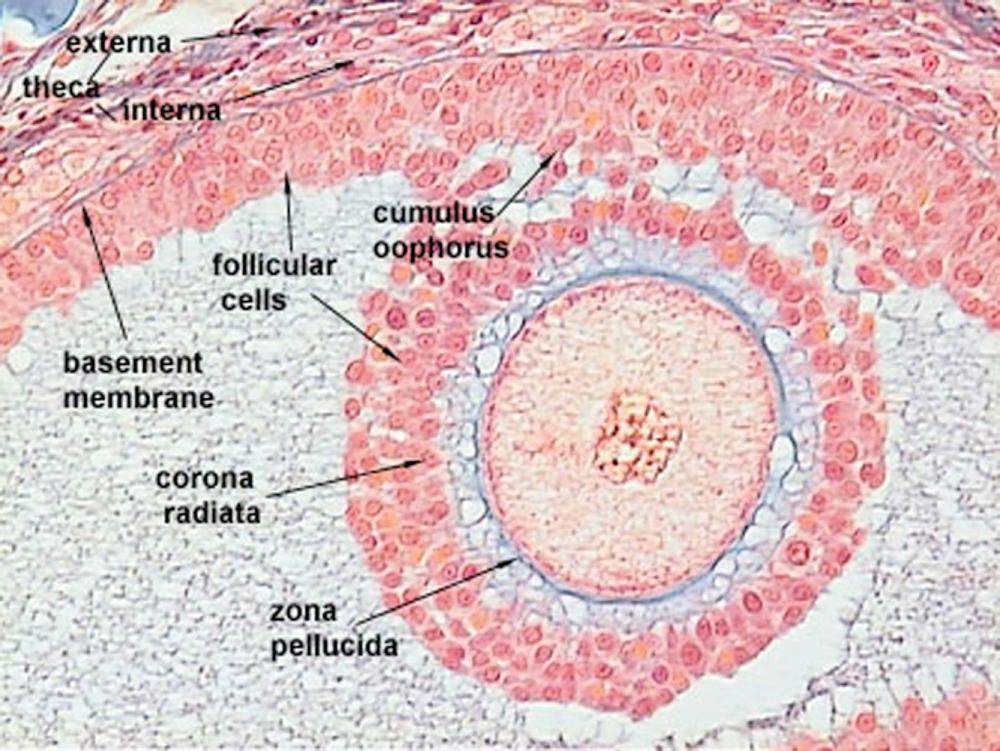 First Week of Human Development - Clinical Tree