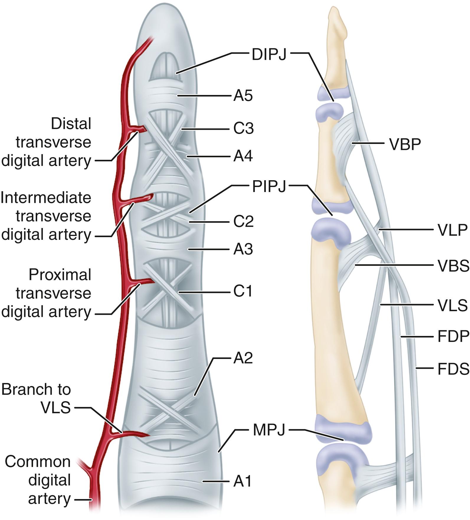 Flexor and Extensor Tendon Injuries - Clinical Tree