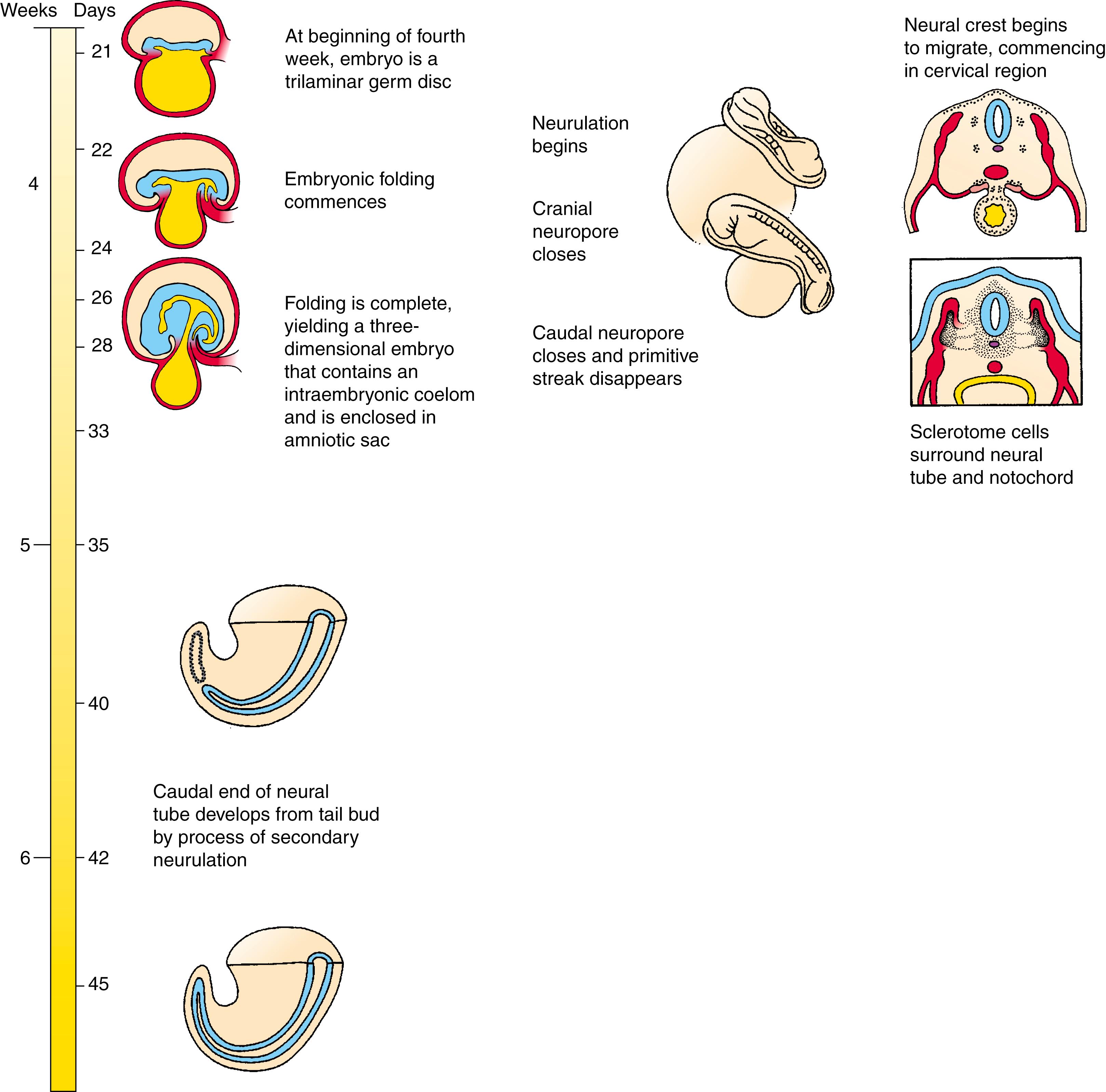 Fourth Week: Forming the Embryo - Clinical Tree