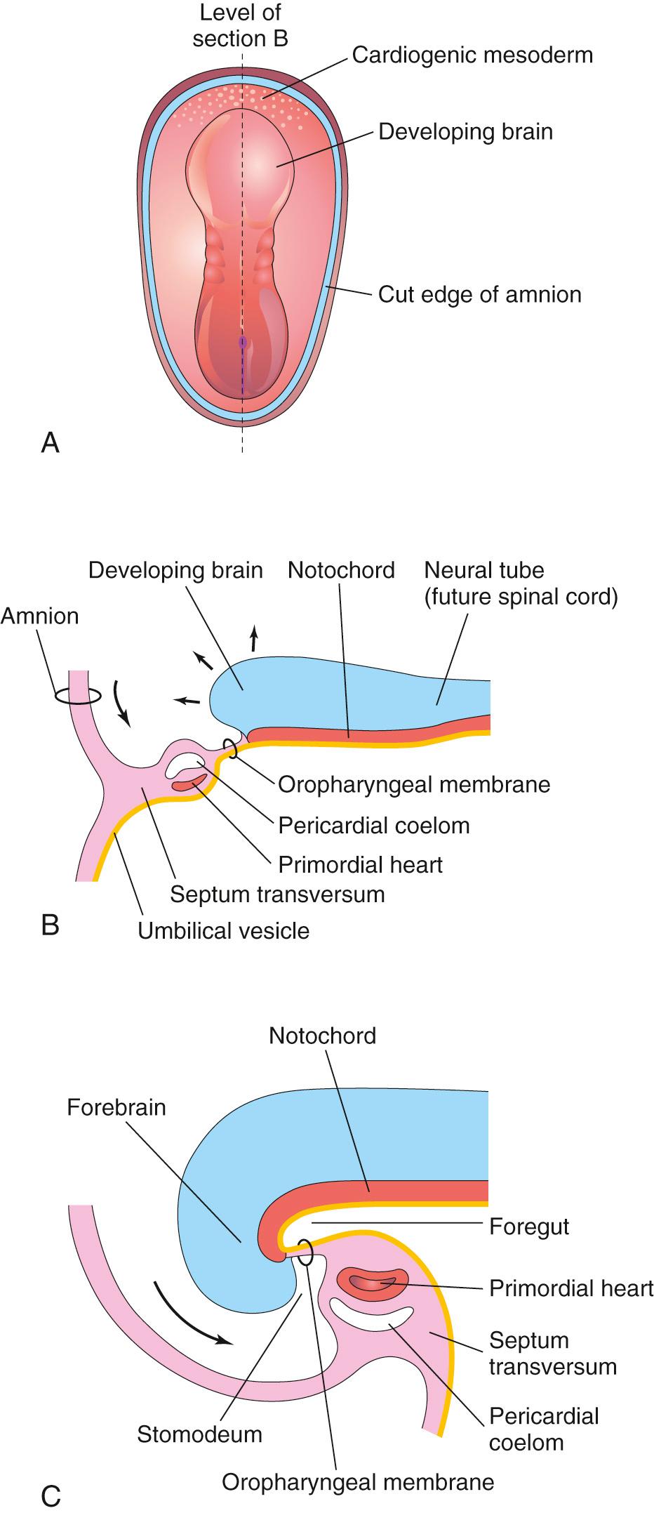 Fourth to Eighth Weeks of Human Development - Clinical Tree