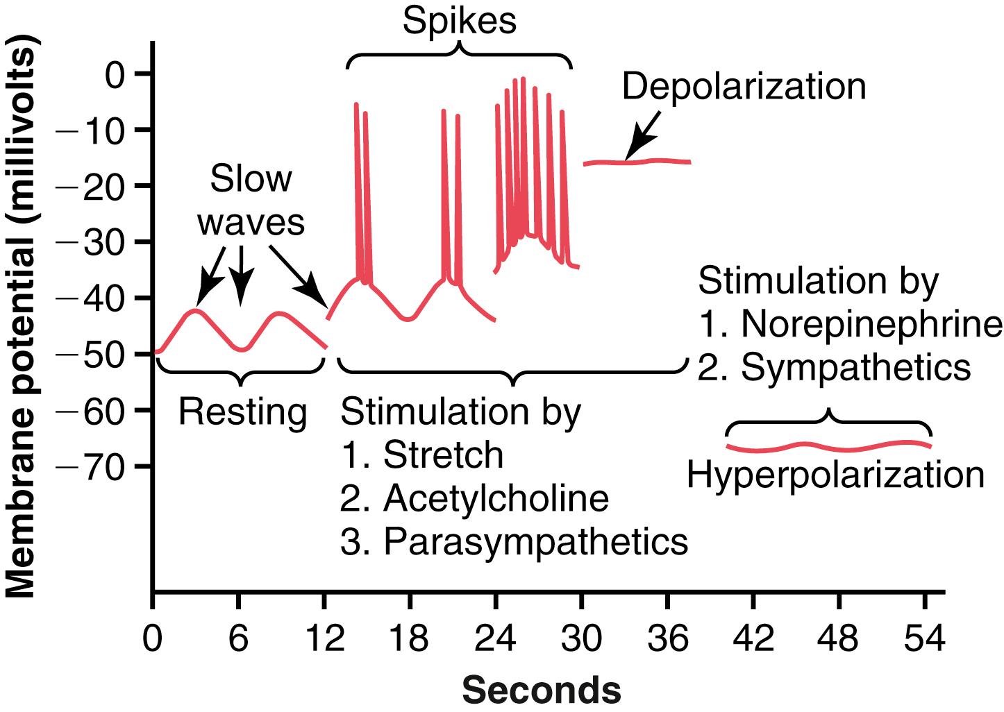 General Principles of Gastrointestinal Function—Motility, Nervous ...