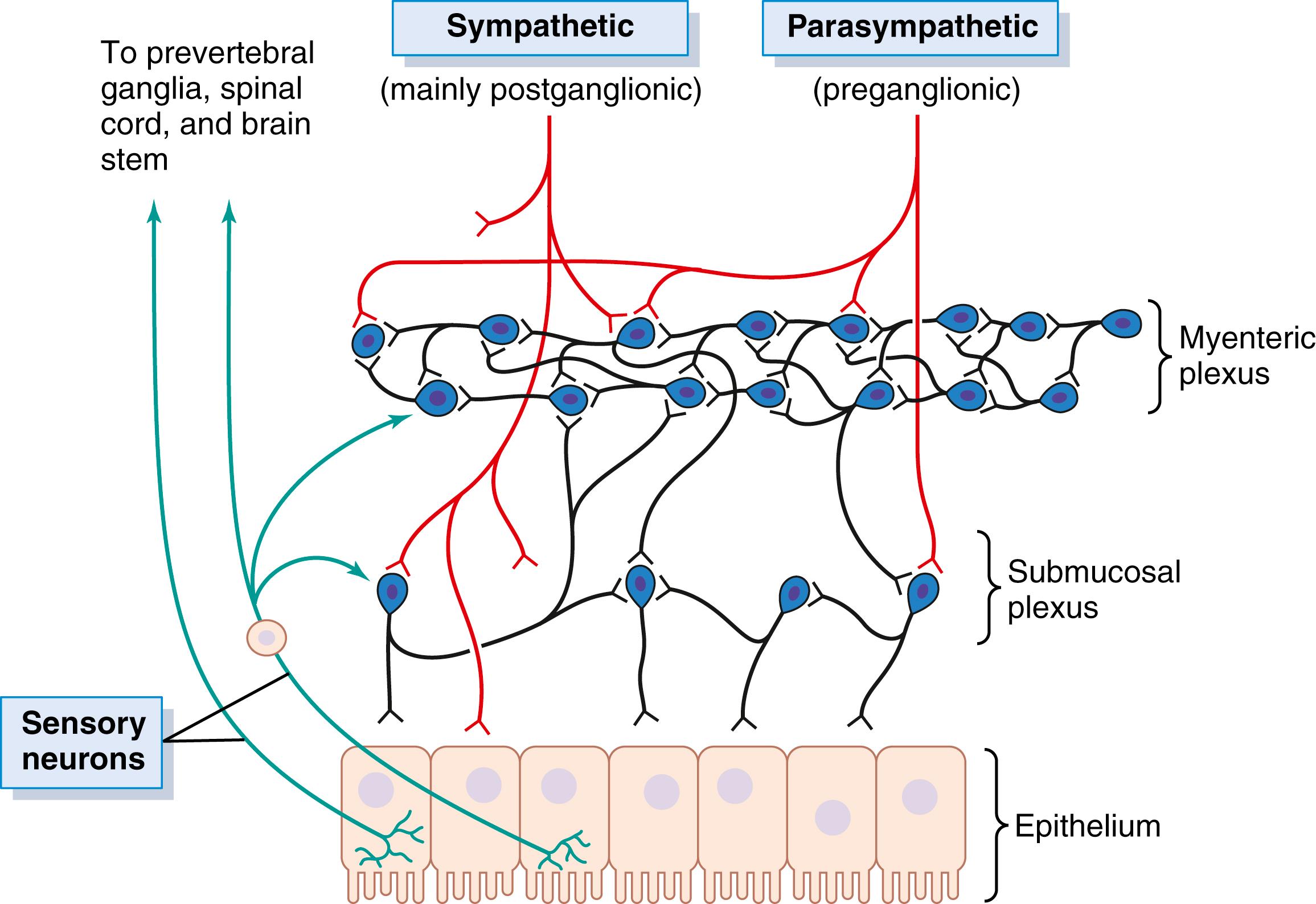 General Principles of Gastrointestinal Function—Motility, Nervous ...
