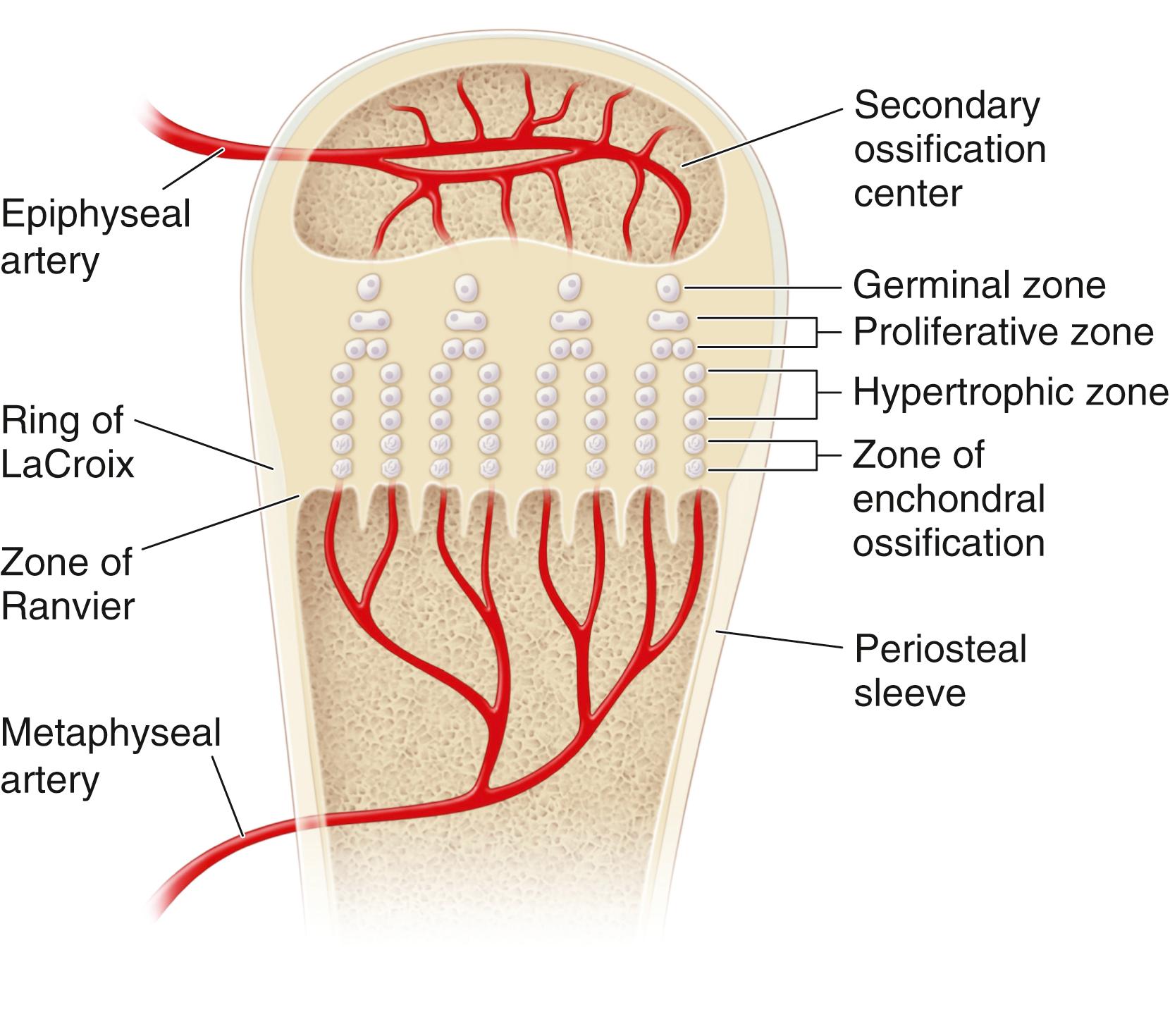General Principles of Managing Orthopaedic Injuries - Clinical Tree