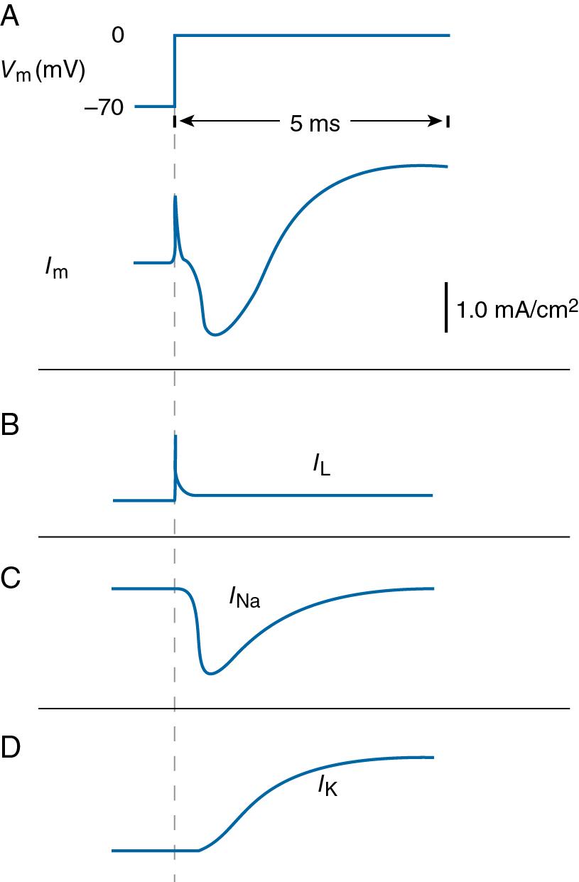 Generation and propagation of the action potential - Clinical Tree
