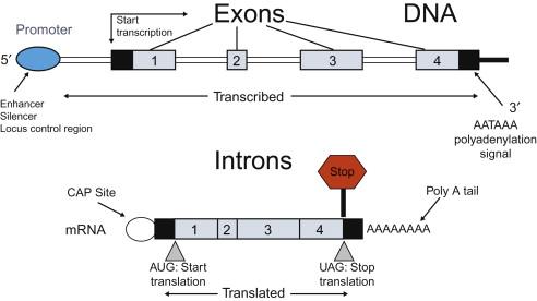 Genetics of Neuromuscular Disorders - Clinical Tree