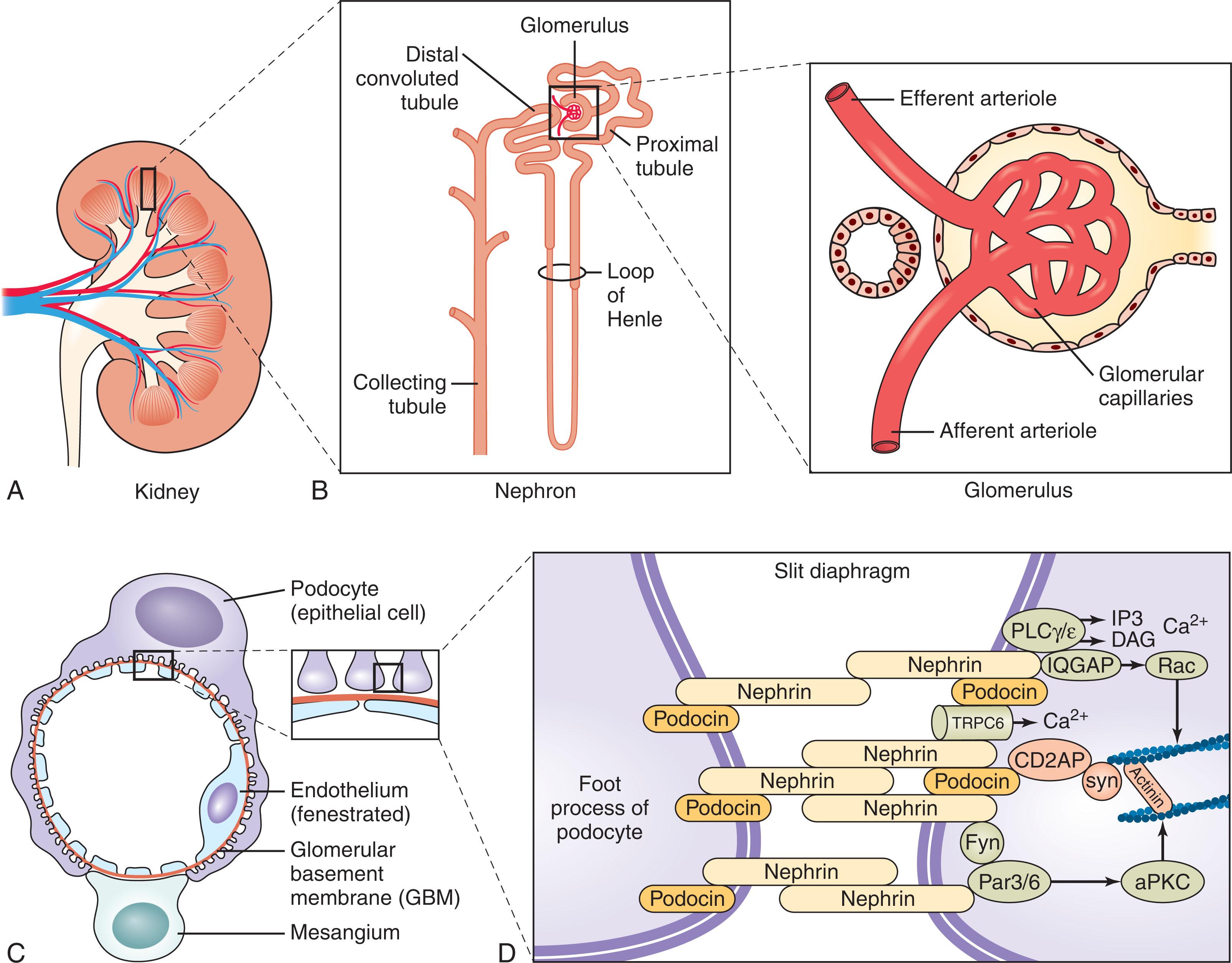 Glomerulonephropathies and Disorders of Tubular Function - Clinical Tree