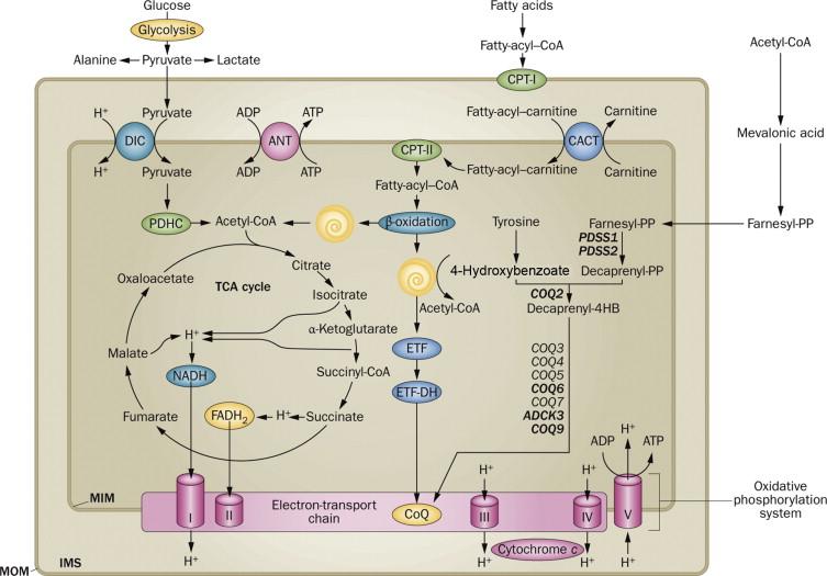 Glycogen Storage Diseases of Muscle - Clinical Tree
