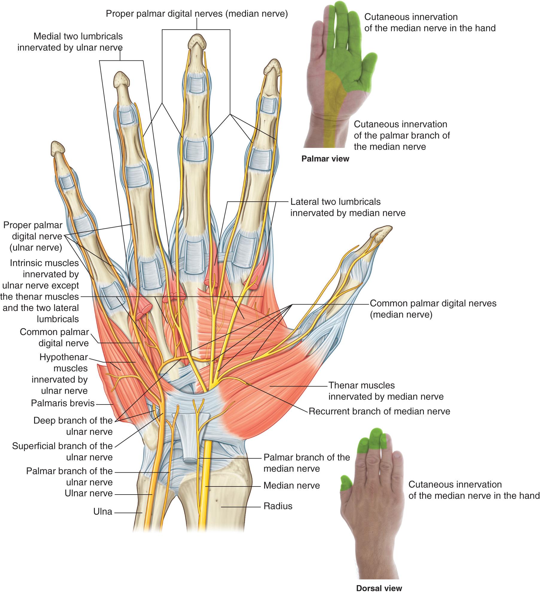 Hand - Clinical Tree
