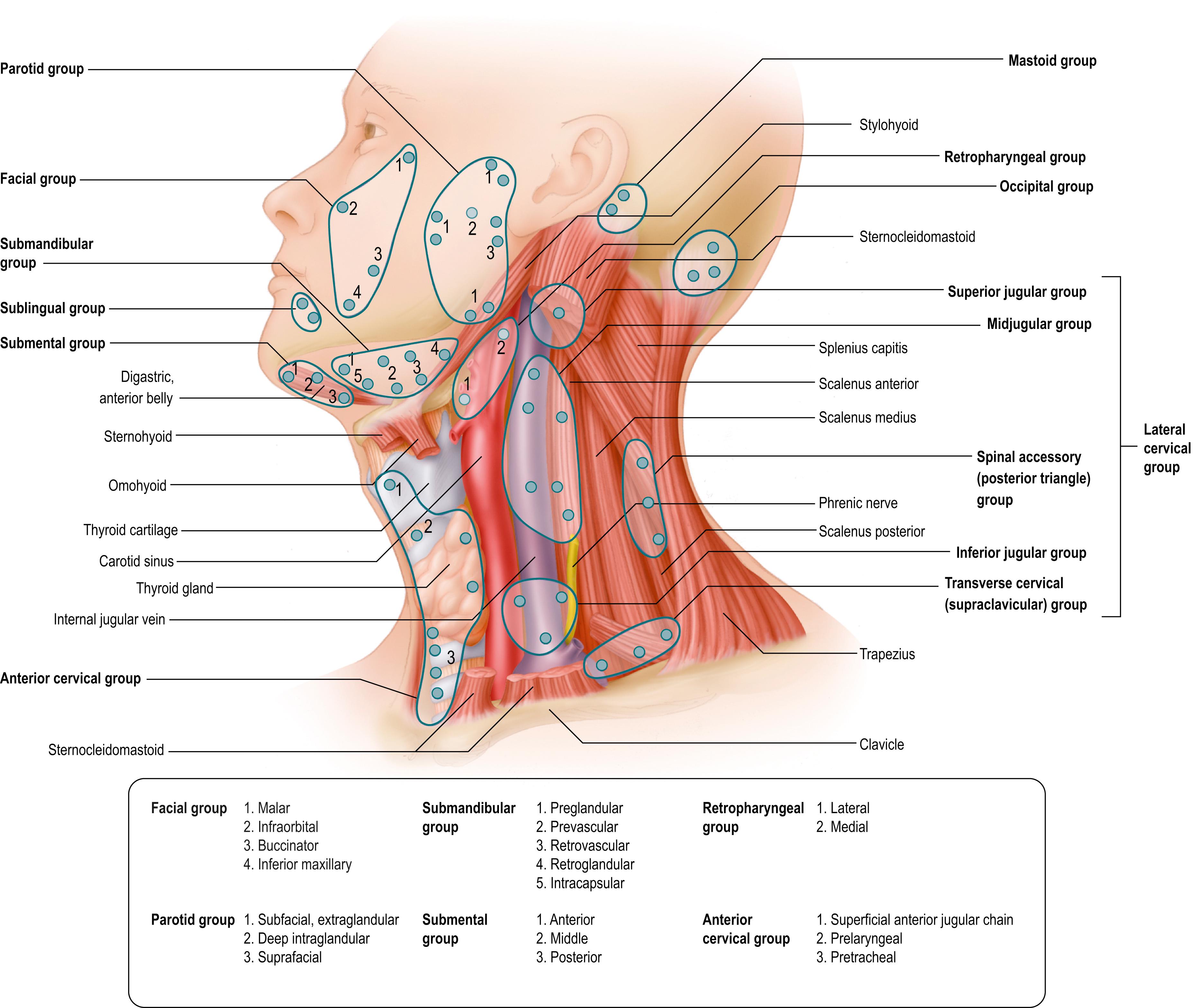 Head and neck: Overview and surface anatomy - Clinical Tree Head and neck: Overview and surface anatomy - Clinical Tree