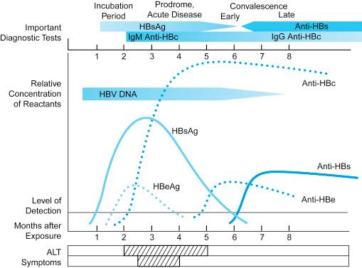 Hepatitis B Virus Screening - Clinical Tree
