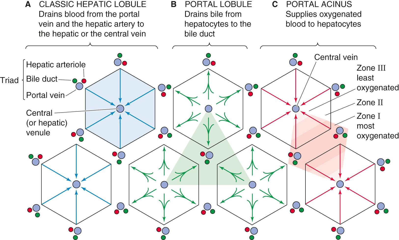 Hepatobiliary Function - Clinical Tree