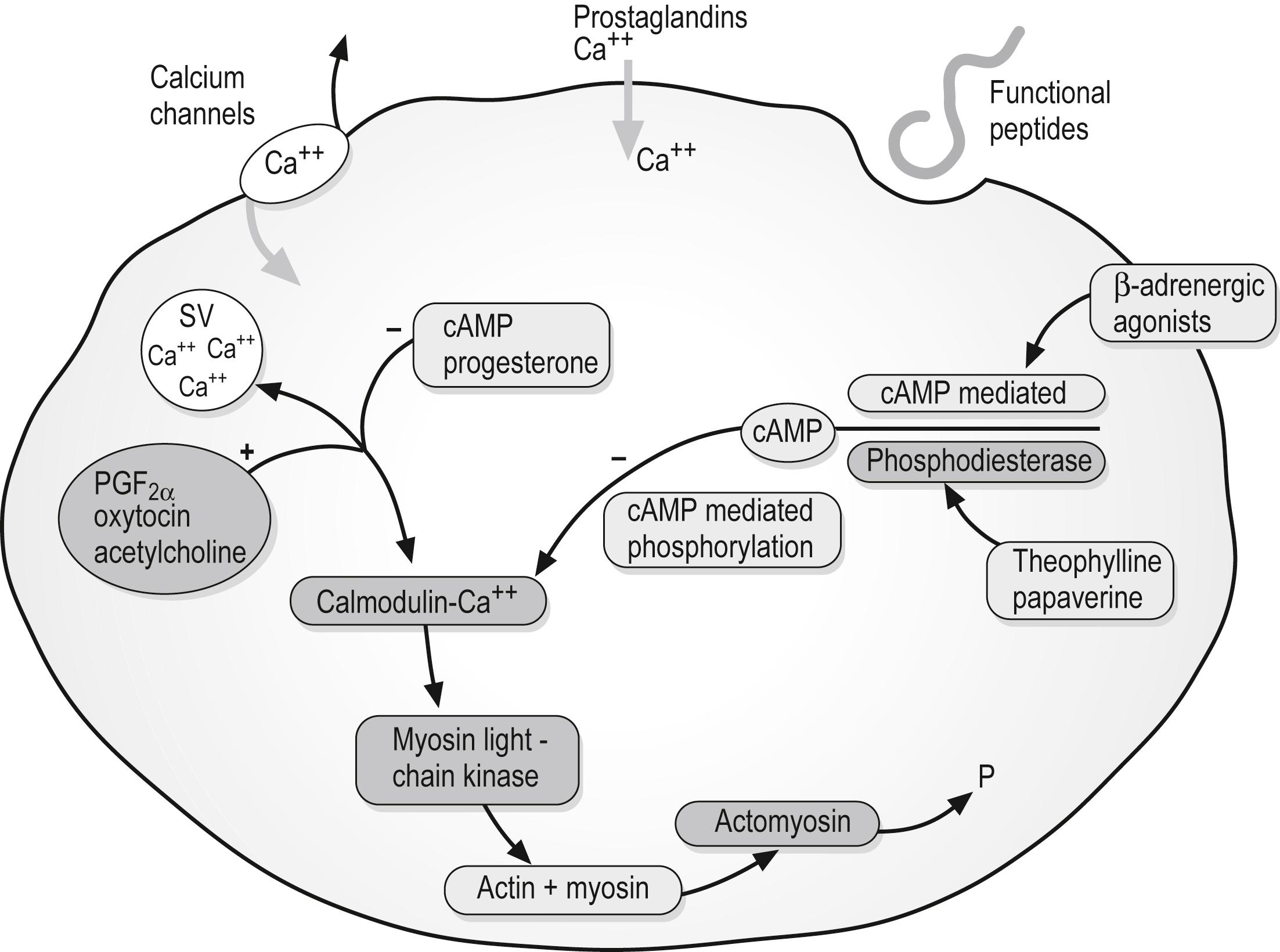 Human Birth - Clinical Tree