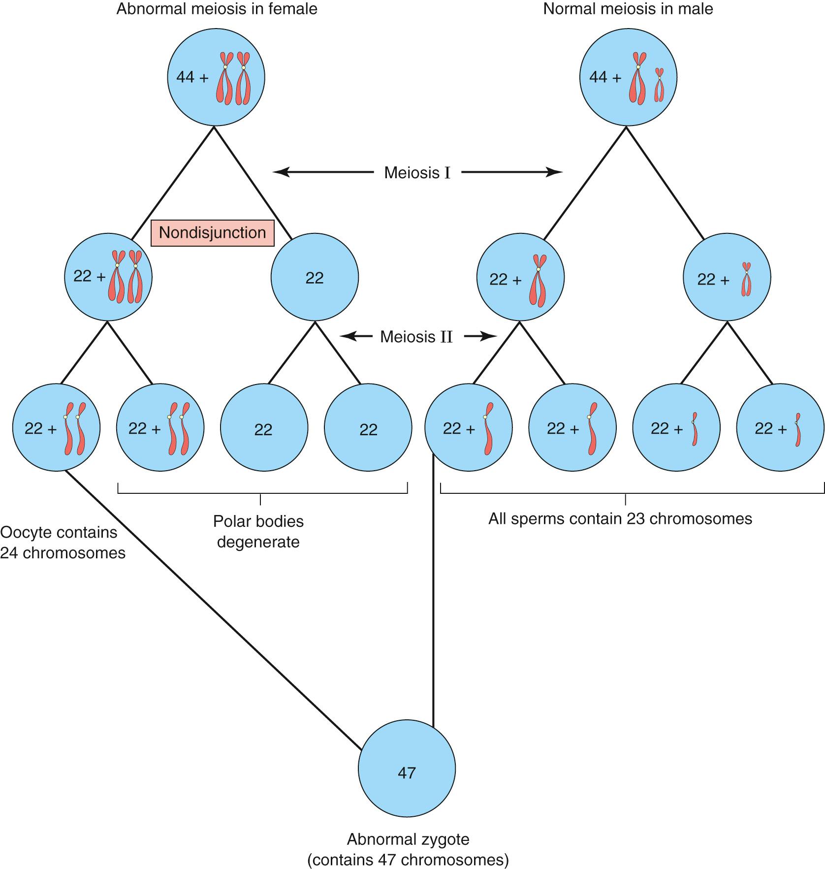 Human Birth Defects - Clinical Tree