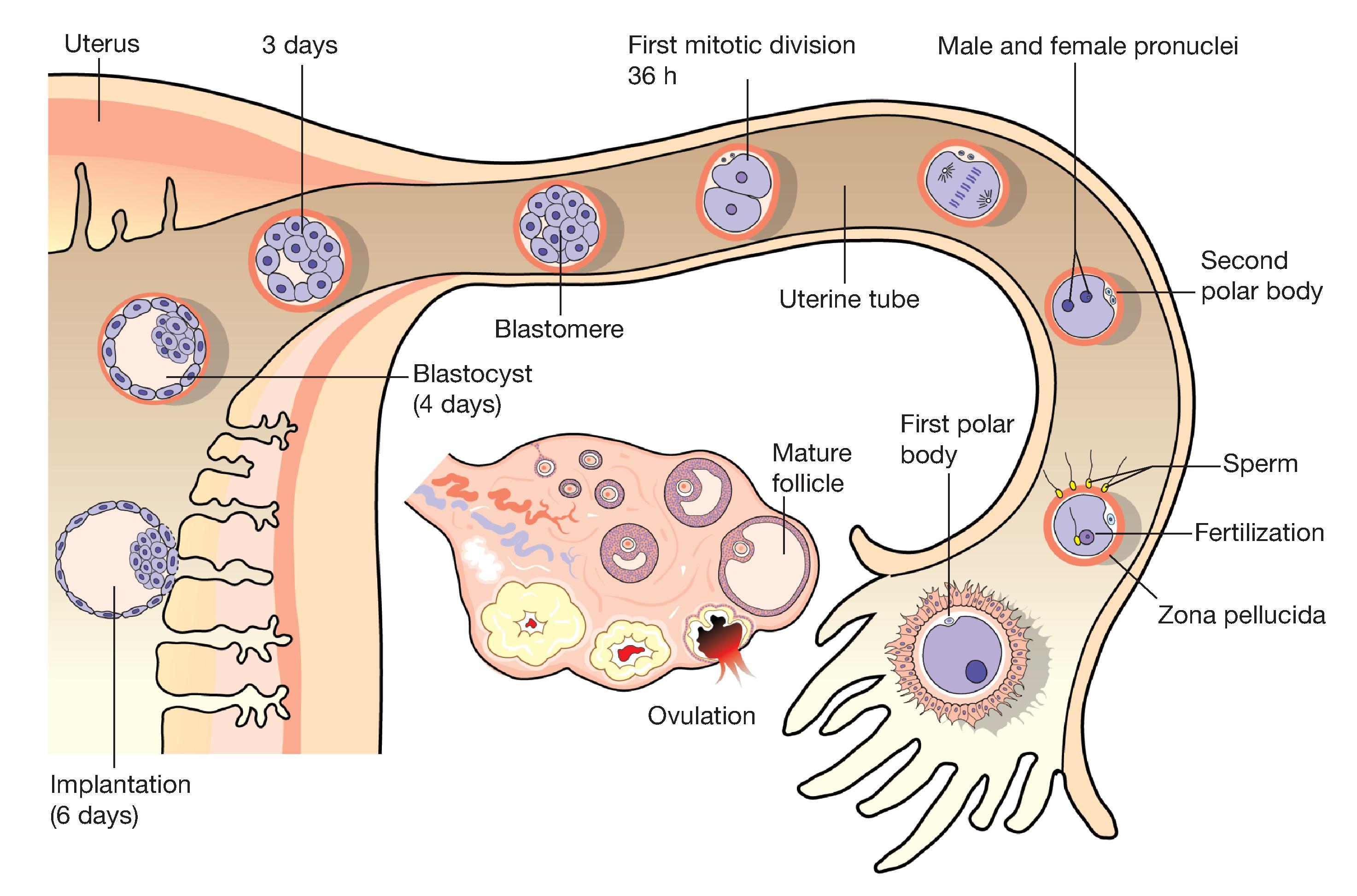 Human Embryology - Clinical Tree