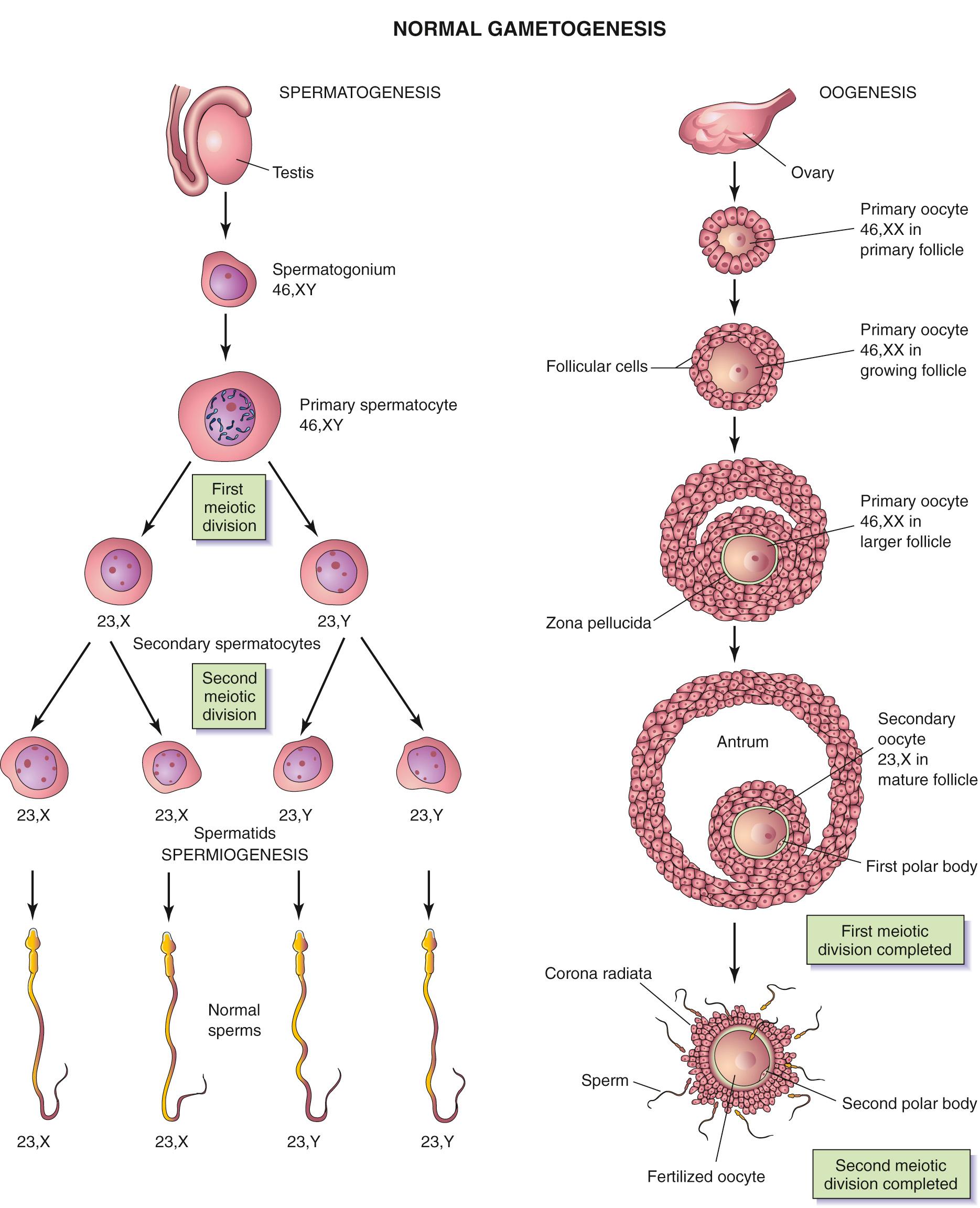 Human Reproduction - Clinical Tree