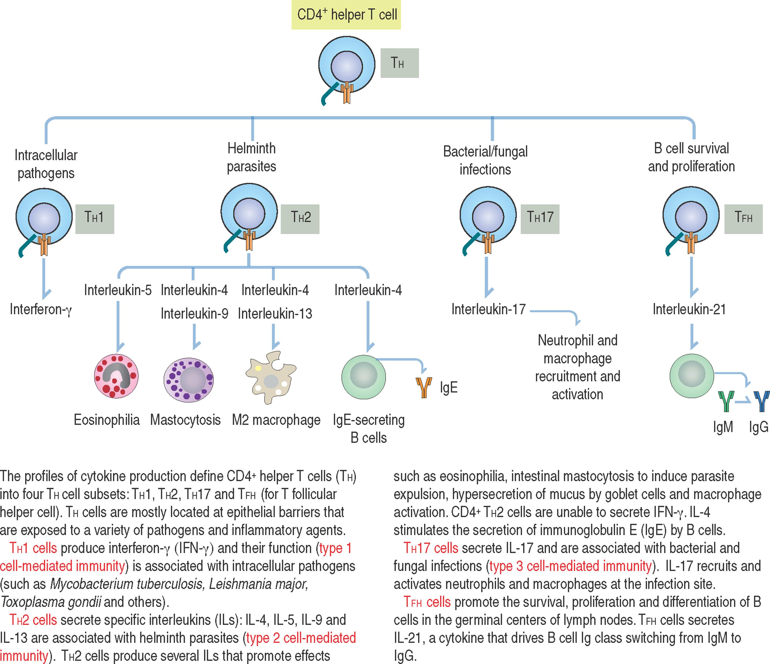IMMUNE-LYMPHATIC SYSTEM - Clinical Tree