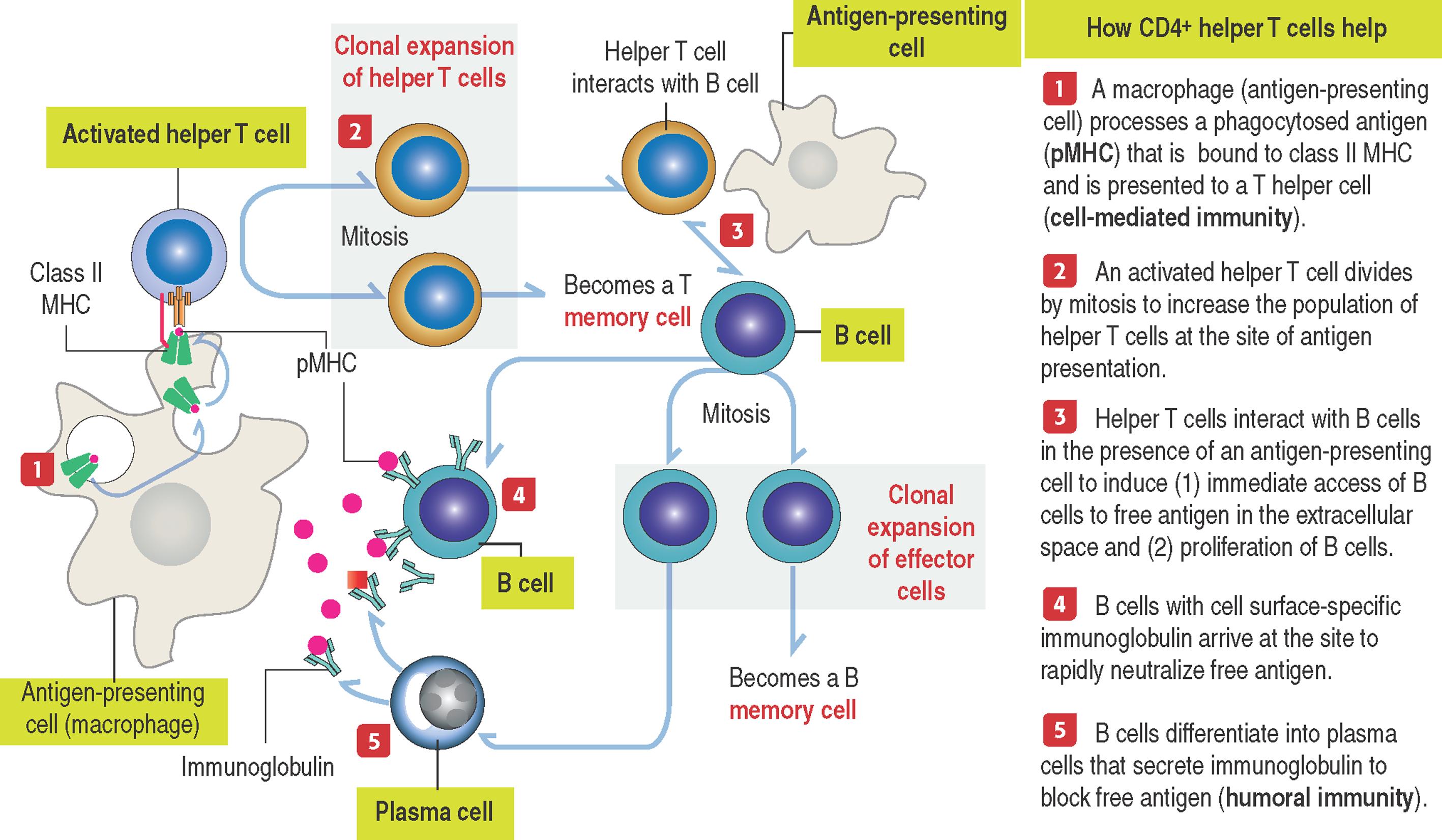 IMMUNE-LYMPHATIC SYSTEM - Clinical Tree