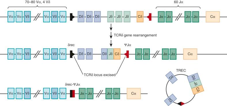 Immune Response - Clinical Tree