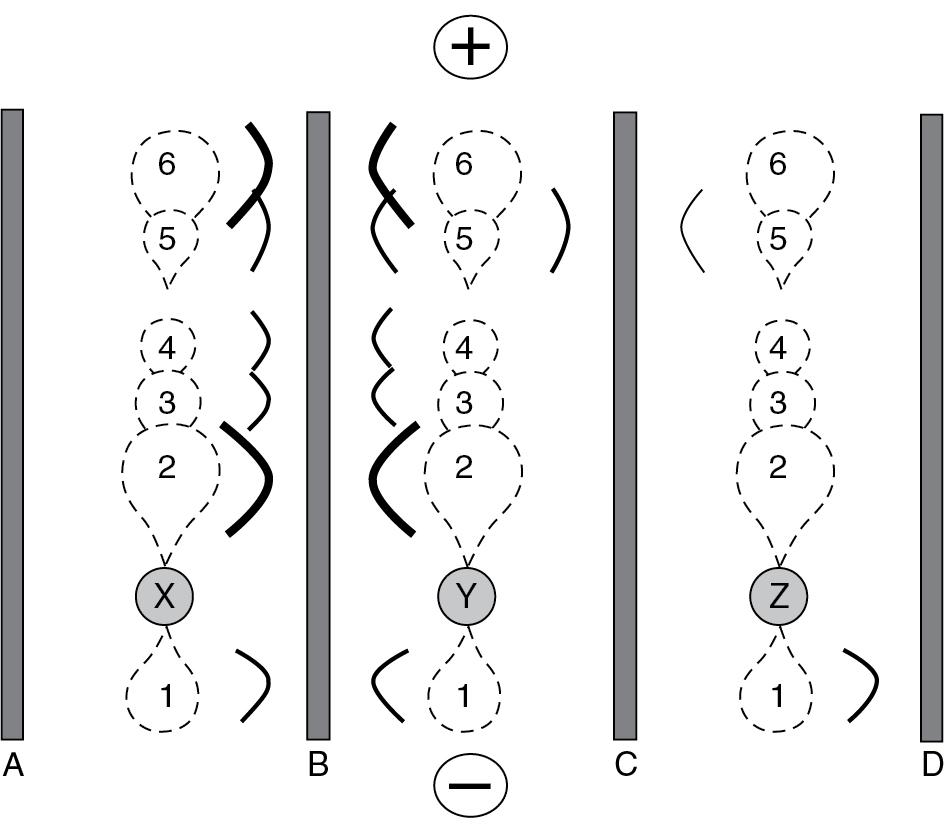 Immunochemical techniques - Clinical Tree