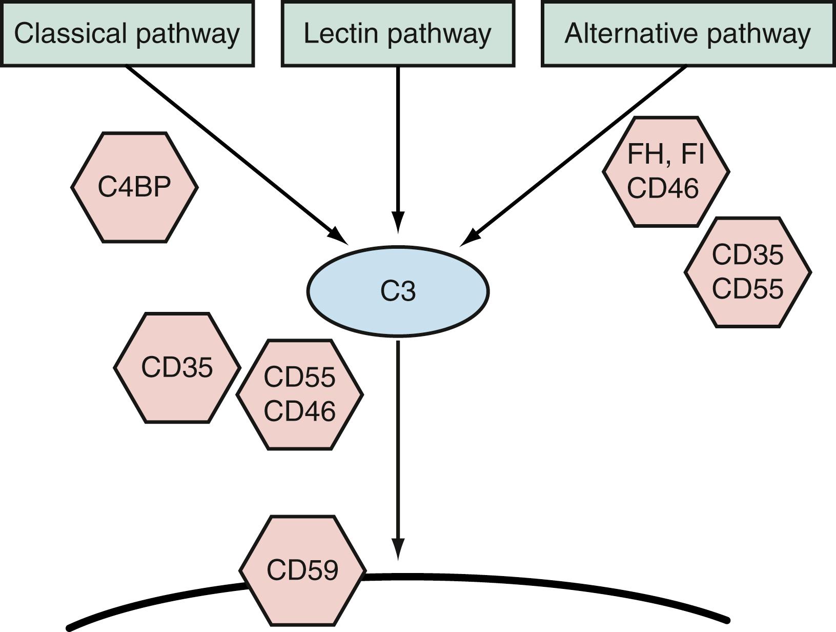 Infectious Complications of Complement Deficiency and Diseases of Its ...