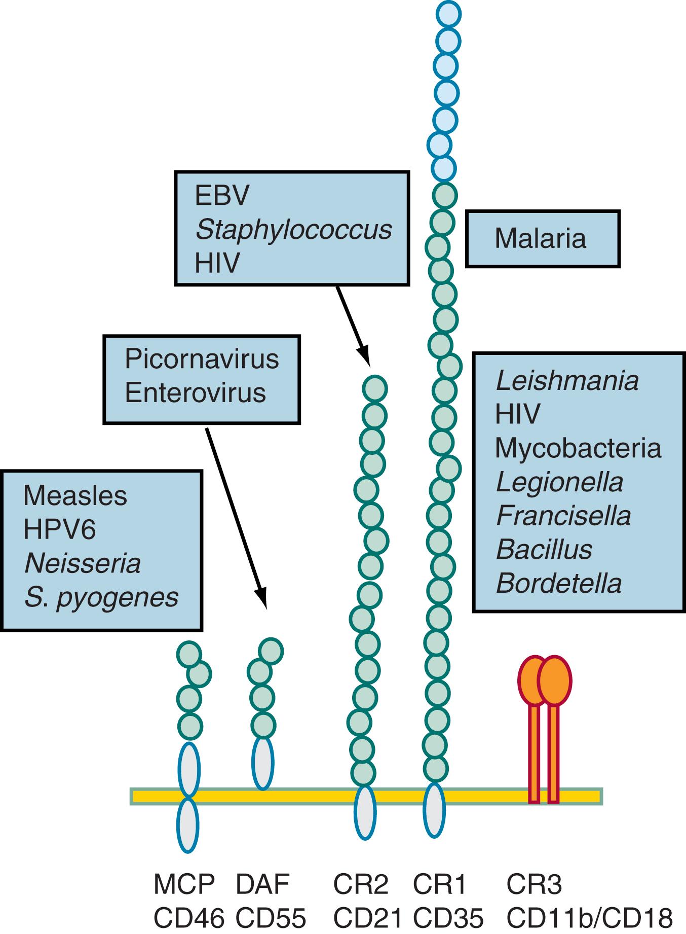 Infectious Complications of Complement Deficiency and Diseases of Its ...