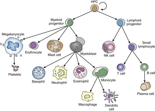 Inflammation and Cancer - Clinical Tree