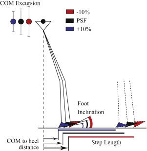 Influence of Step Rate on Running Mechanics - Clinical Tree