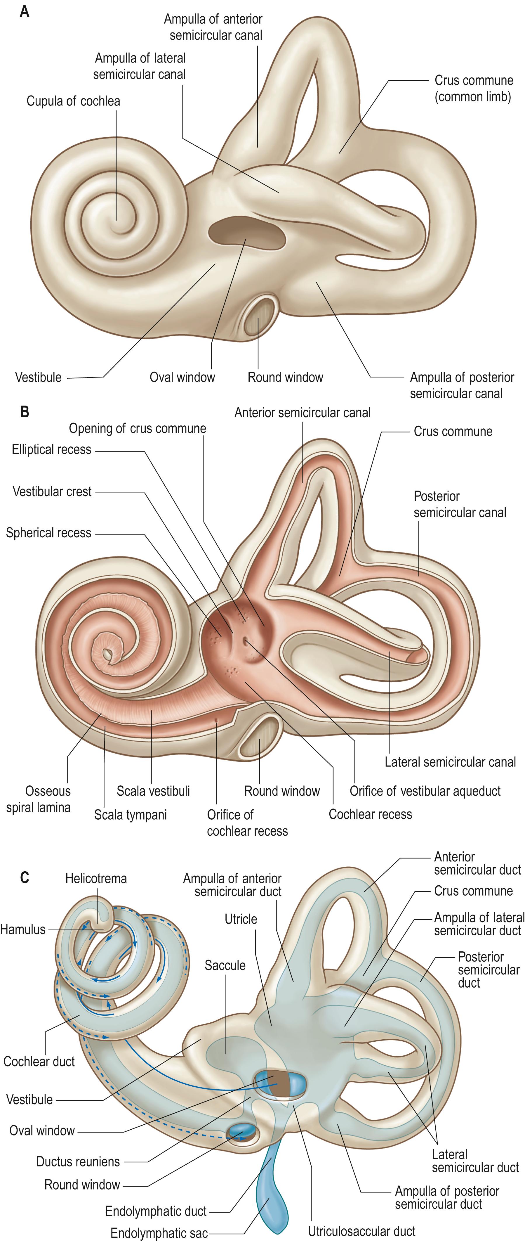Inner ear - Clinical Tree