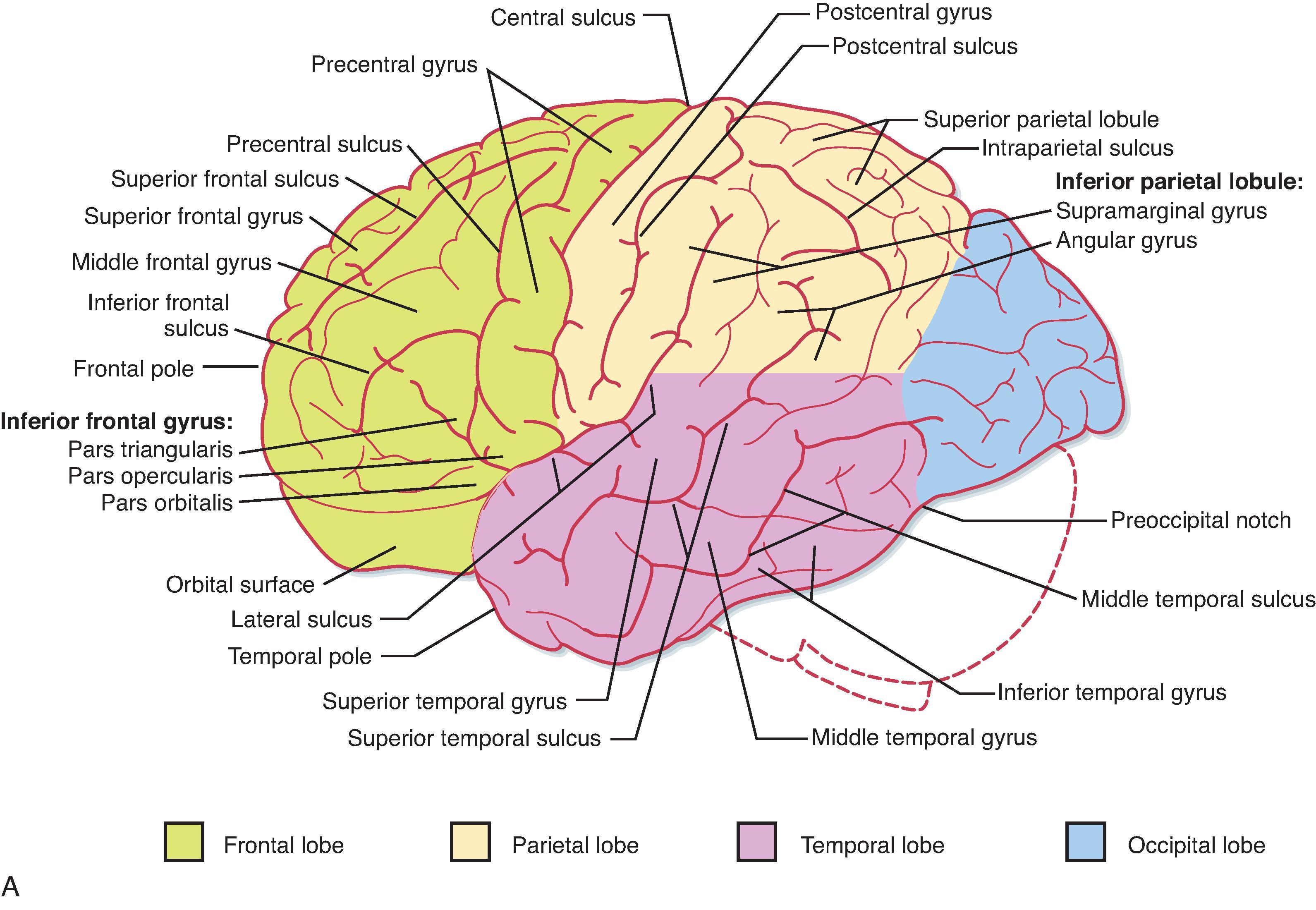 Integrative Functions of the Nervous System - Clinical Tree