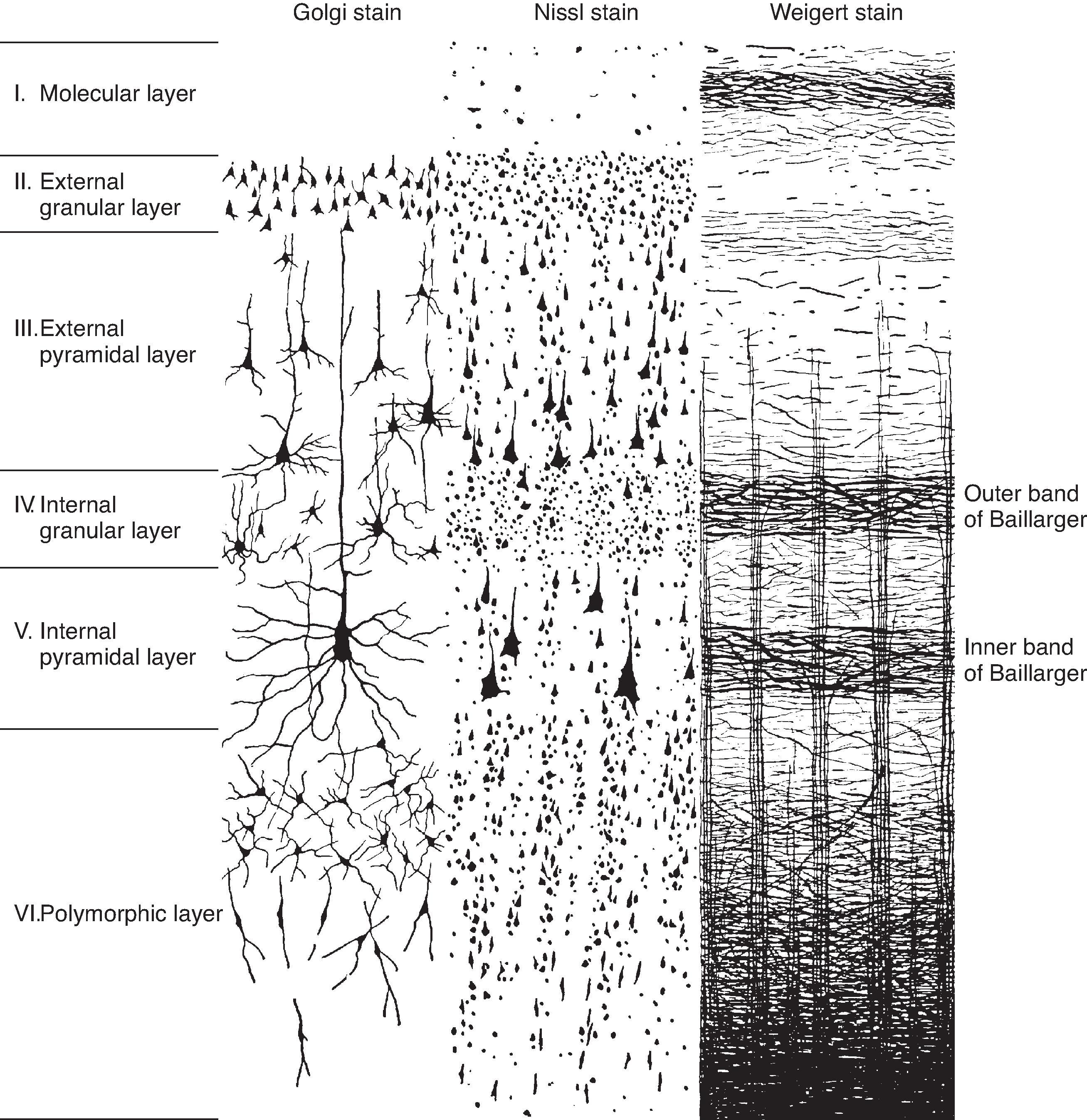 Integrative Functions of the Nervous System - Clinical Tree