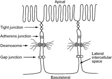 Intercellular Junctions - Clinical Tree