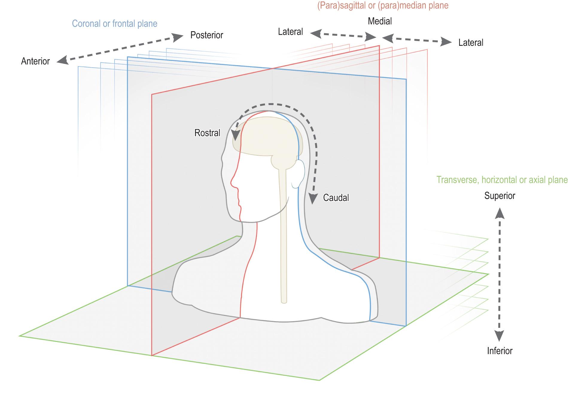 Introduction and overview - Clinical Tree