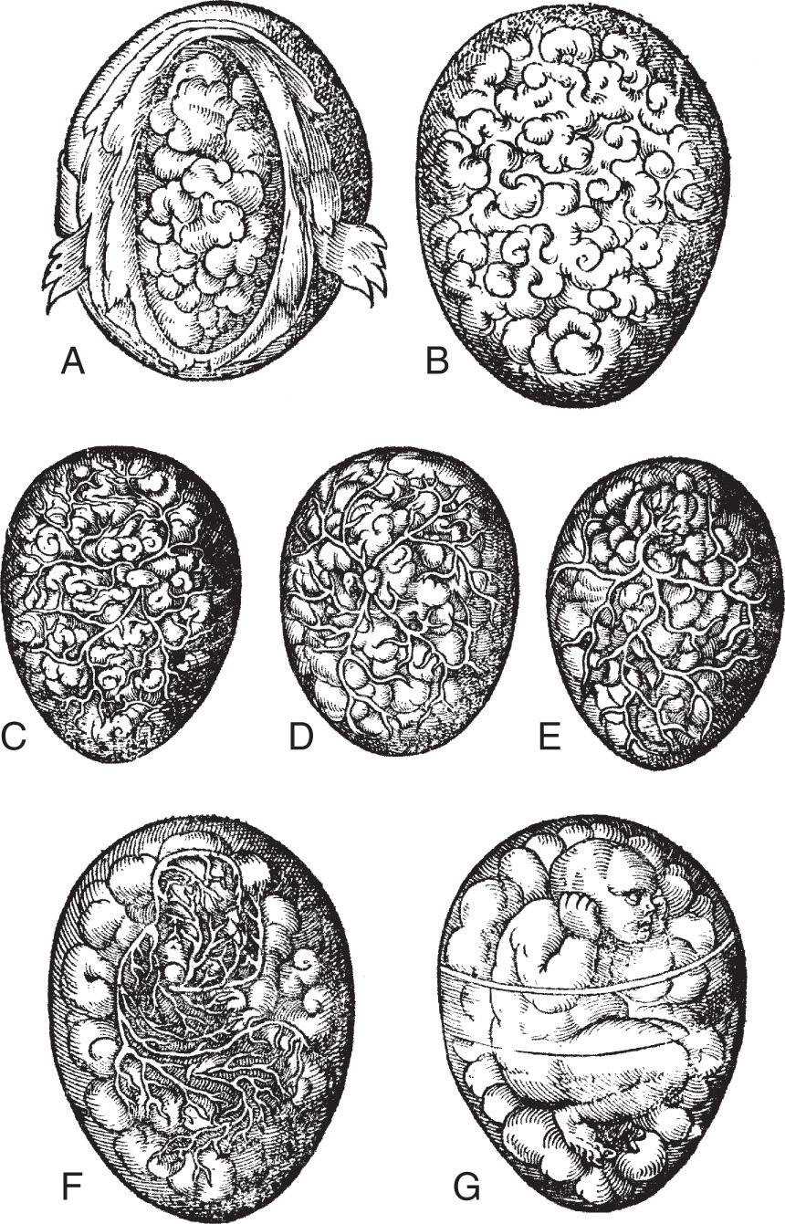 Introduction to Human Development - Clinical Tree