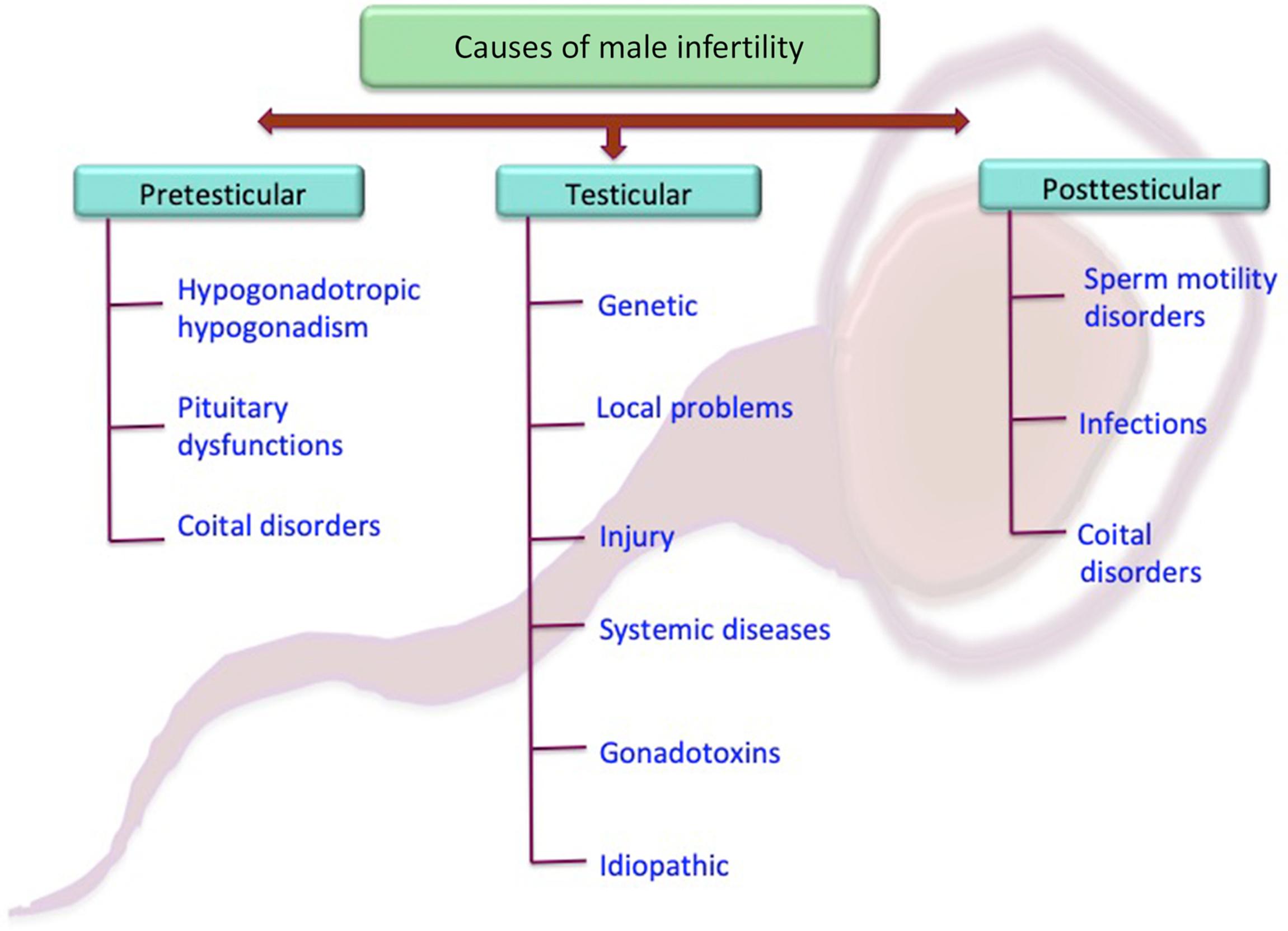 Introduction to subfertility - Clinical Tree